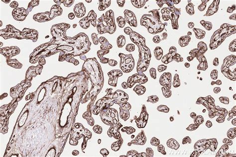 Cd141 Thrombomodulin Antibody 83416 4 Rr Proteintech