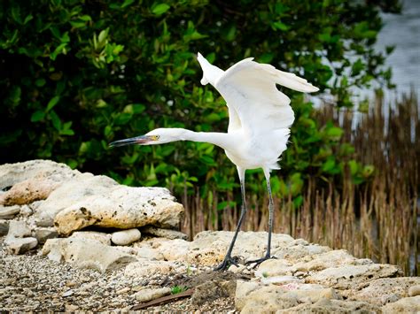 Bird Flapping Wings Photos Download The Best Free Bird Flapping Wings