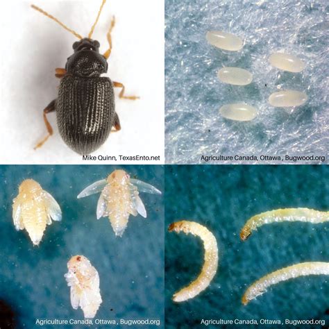 Flea Beetles Life Cycle Flea Beetles Agricultural Biology