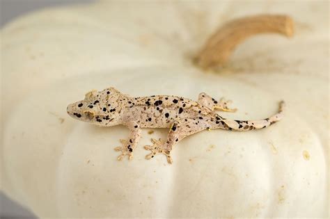 Pale Base Ink Spot Dalmatian Crested Gecko Fringemorphs