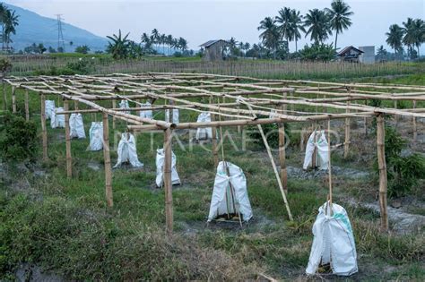 Budidaya Labu Siam Di Sigi Antara Foto