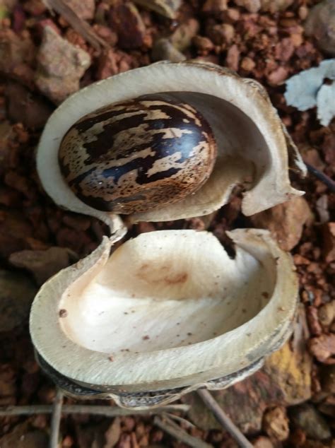 Warisan Petani Buah Getah