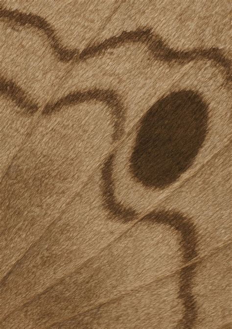 Closeup Abstract Butterfly Wing Pattern Free Photo Rawpixel