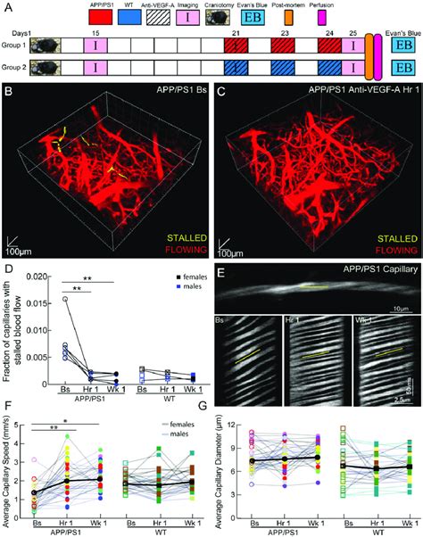 Anti Vegf A Antibody Treatment Reduced Capillary Stalls And Increased Download Scientific