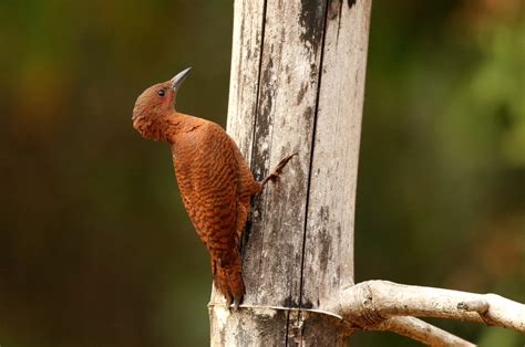 Prächtiger Specht Celeus Spectabilis Im Steckbrief Merkmale Vorkommen Verhalten Etc