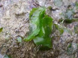 Class Ulvophyceae