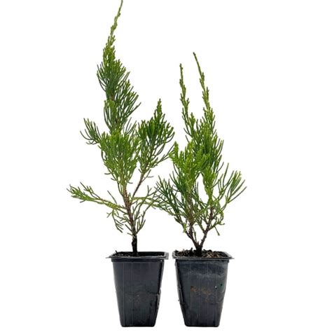2 Hollywood Juniper Sculptural Twisted Evergreen Conifer Shrub For
