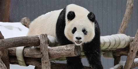 See How The Animals Enjoyed A Snowy Week At The Smithsonians National