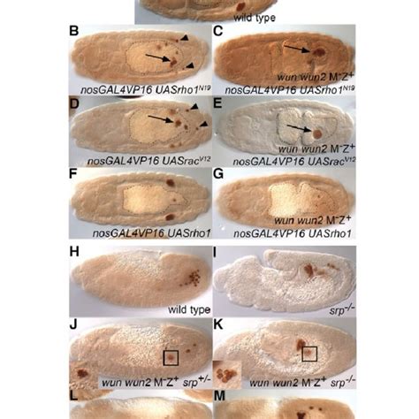 Germ Cells Split Evenly Between The Embryonic Gonads A Cartoons