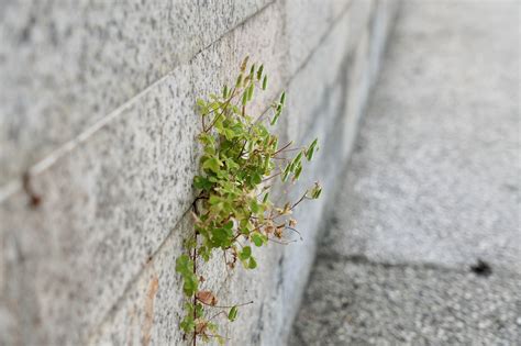 Wall Grass Clover Free Photo On Pixabay Pixabay