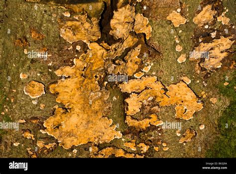 Fungus On Tree Trunk Stock Photo Alamy