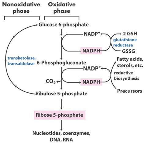 Ribose 5 Phosphate