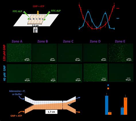 A Schematic Representation Of The Experimental Set Up Where Gnp 40 Download Scientific