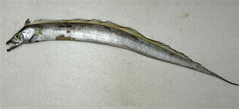 Atlantic Cutlassfish Trichiurus Lepturus Walburg Safari Guide