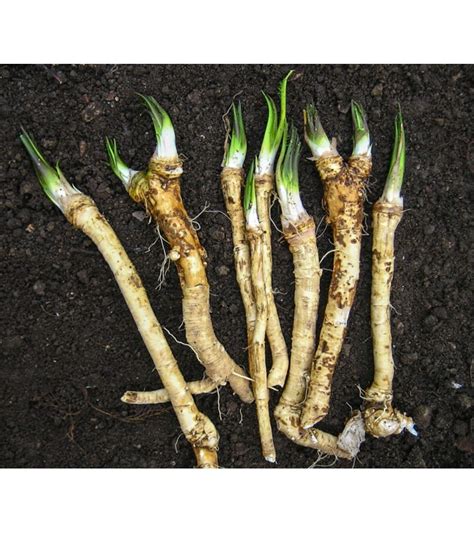 Rafano O Cren Armoracia Rusticana Novita In Vaso