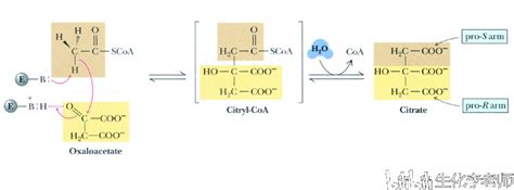 三羧酸循环的过程与酶（一） 哔哩哔哩