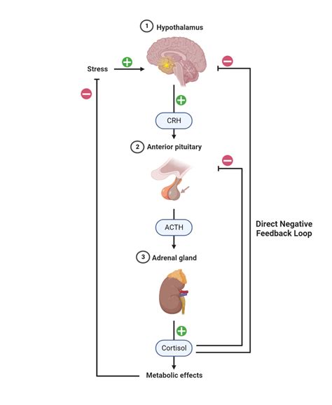 Endocrine Feedback Loops My Endo Consult