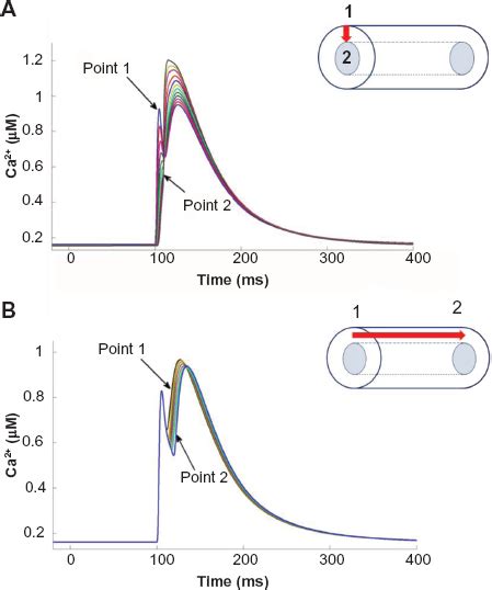 Cytosolic Ca²⁺ Transients Observed In The Model Representing A