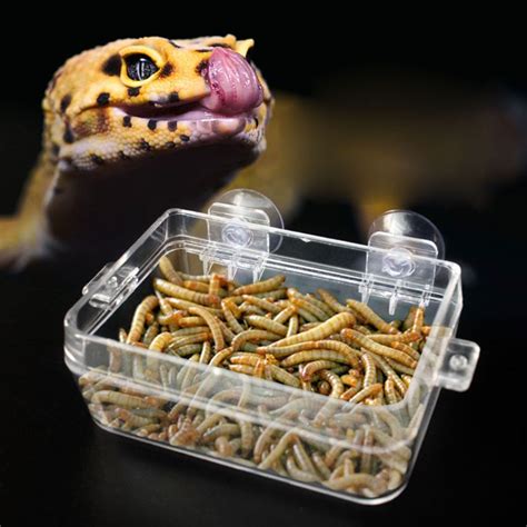 Reptile Feeder Anti Escape Food Bowl Turtle Lizard Worm Live Food