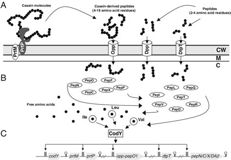 Simplified Presentation Of The Function And Regulation Of The