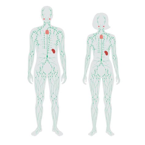 Lymphatic System Illustrations Royalty Free Vector Graphics And Clip Art
