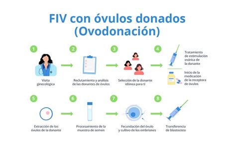 Procedimiento De Fiv