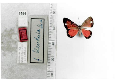 Mesene Leucophrys Type Specimens
