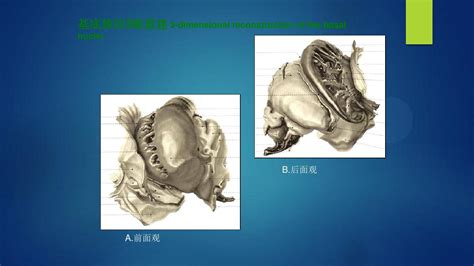 系统解剖学1word文档在线阅读与下载无忧文档