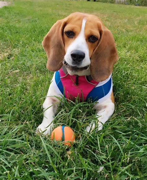 养比格犬是什么体验？ 知乎