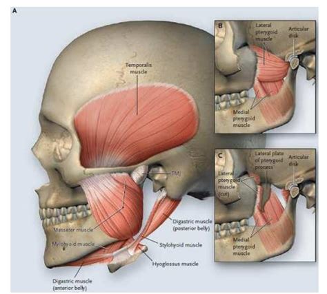 Normal Anatomy Of The Jaw The Lateral View Of The Skull