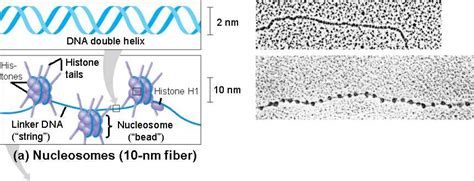 Nucleosome Beads On A String