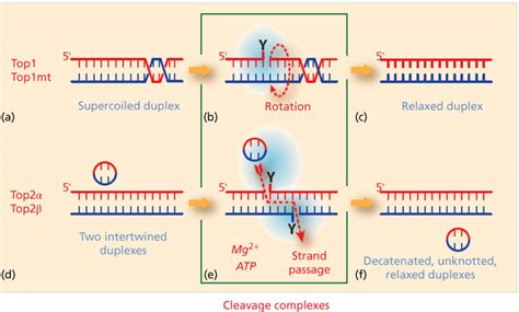 Dna Topoisomerase Targeting Drugs Oncohema Key