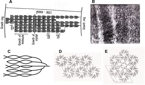 Structural Features Of Amylopectin Clusters A The Whole Scope Of