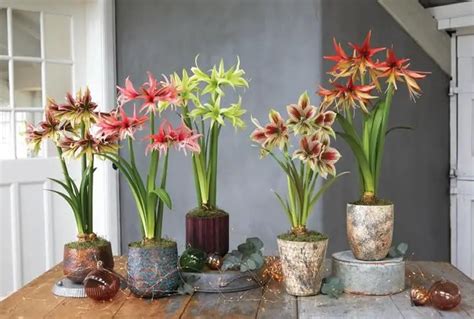 Amaryllis Is Not A Lily Discover What Type Of Flower It Is How Does