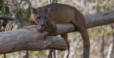 An Extraordinary Predator The Fossa Madamagazine