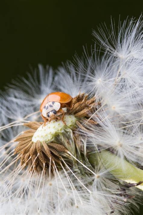Close Up Of Red Ladybug Without Dots On Dandelion Stock Image Image
