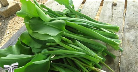 Manfaat Sayur Genjer Selamat Datang Di Blog Beti