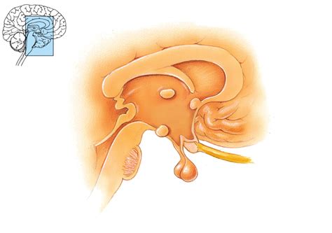 Figure 20 4 The Diencephalon B Sagittal Section Magnified Diagram