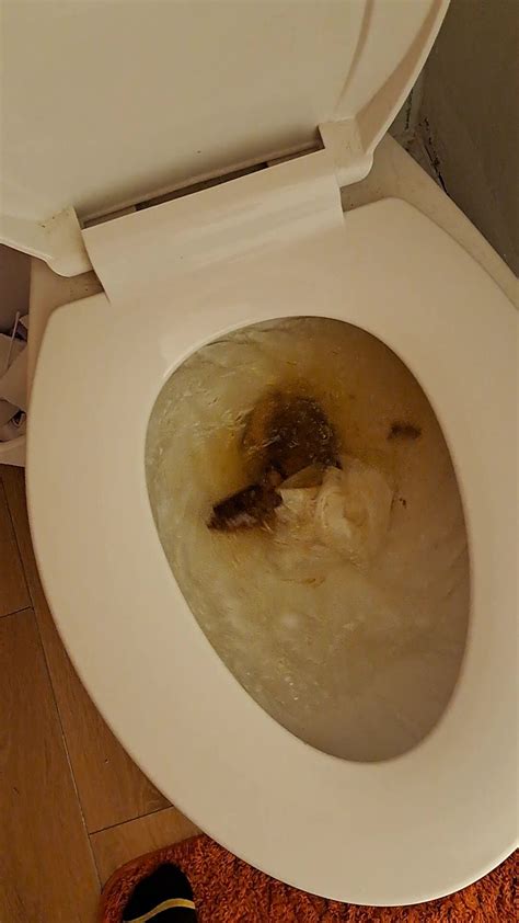 A Good Big Solid Poop From My Butt Flush