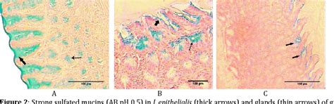 Figure 2 From Histochemical Structure Of Stomach Proventriculus And