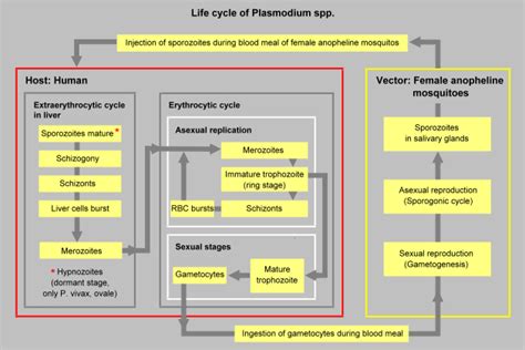 Plasmodium Definition Life Cycle Characteristics Morphology Diagram Biology Notes Online