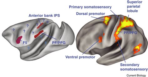 Mirror Neurons Current Biology
