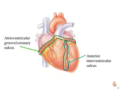 Ppt Circulatory System Heart Lab Powerpoint Presentation Free Download Id 2255277