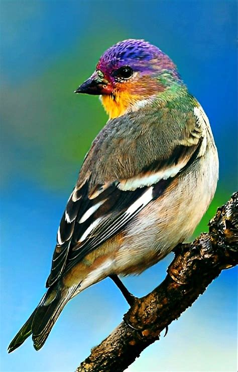 Pin De Judy Mundt Em Birds Pássaros Bonitos Aves De Estimação Pinturas De Pássaros