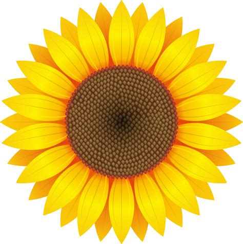 Sunflowers Clip Art