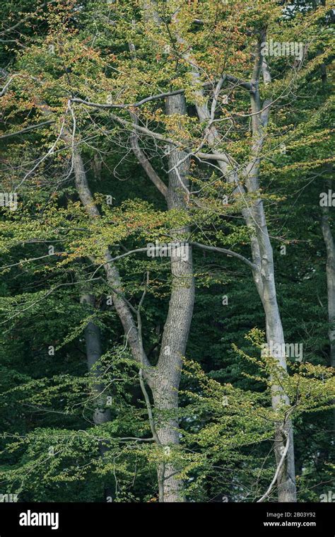 Trees With Color Changing Leaves During Early Fall Stock Photo Alamy