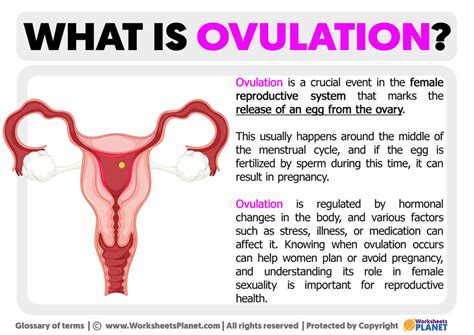What Is Ovulation Definition Of Ovulation