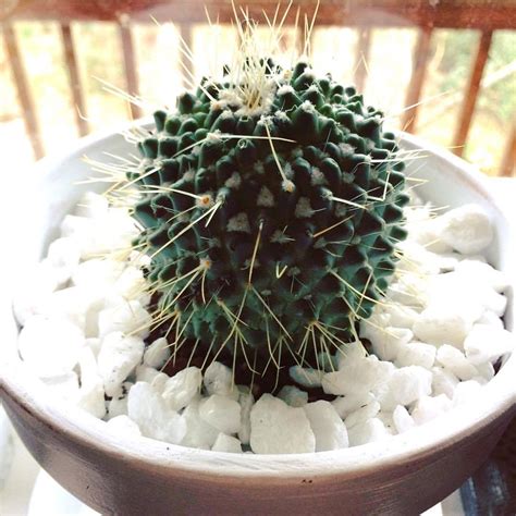 Monty Python Official Site Fanwall