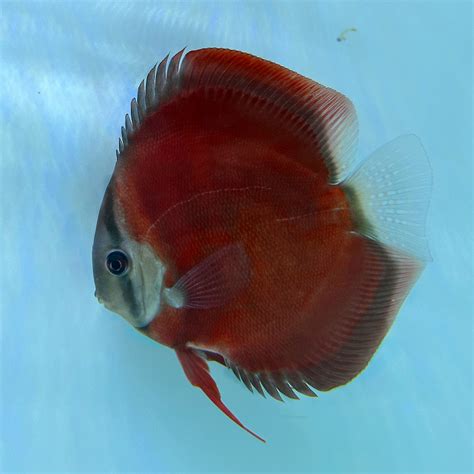 Discus Strains Archives Discus Madness