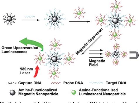 Figure 2 From Upconversion Nanoparticles In Biological Labeling Imaging And Therapy